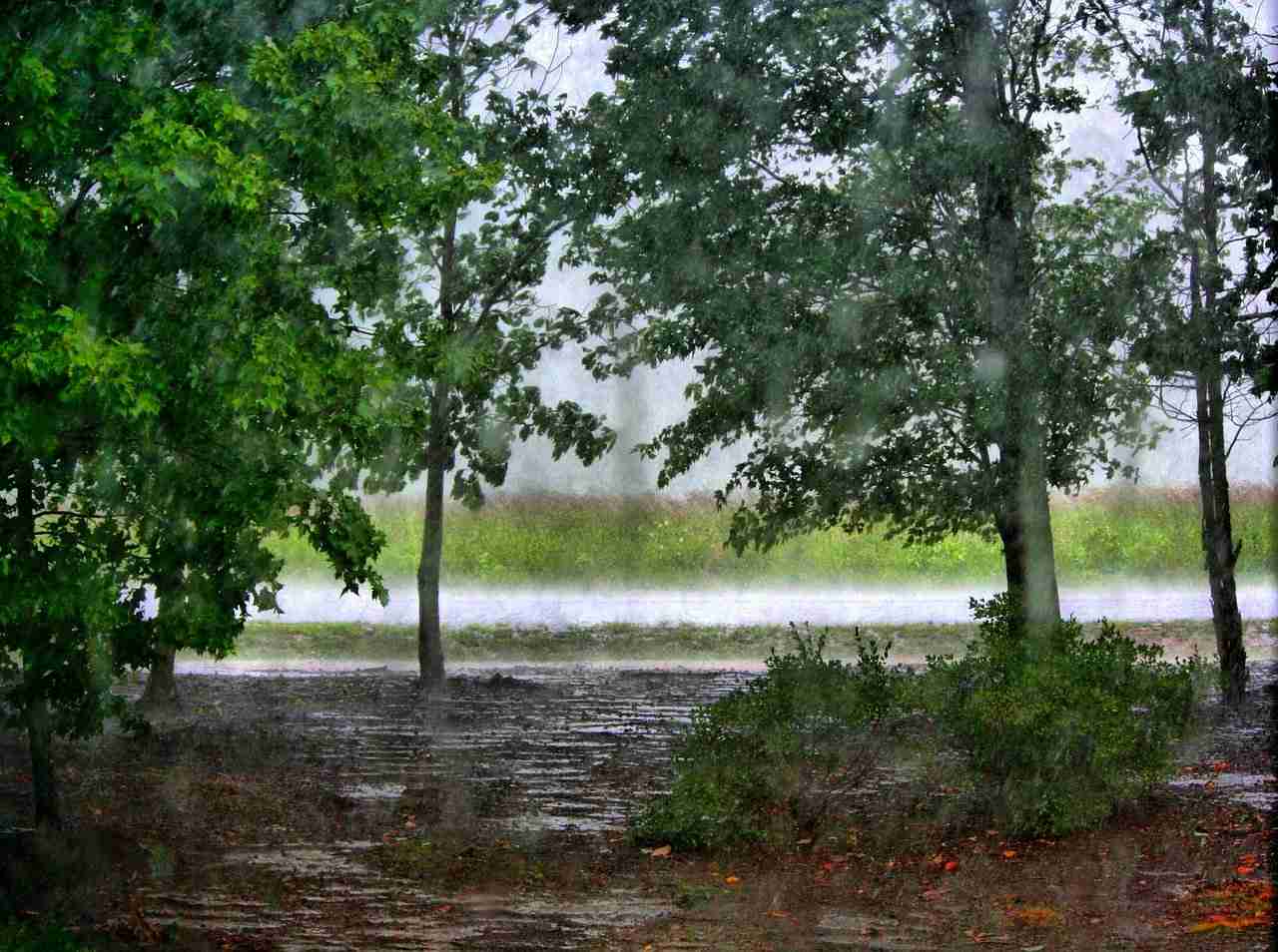 Top 20 Benefits of Trees For Sustainable Communities