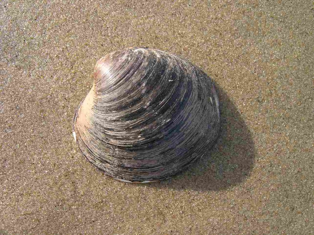 10 Longest Living Organisms on Earth